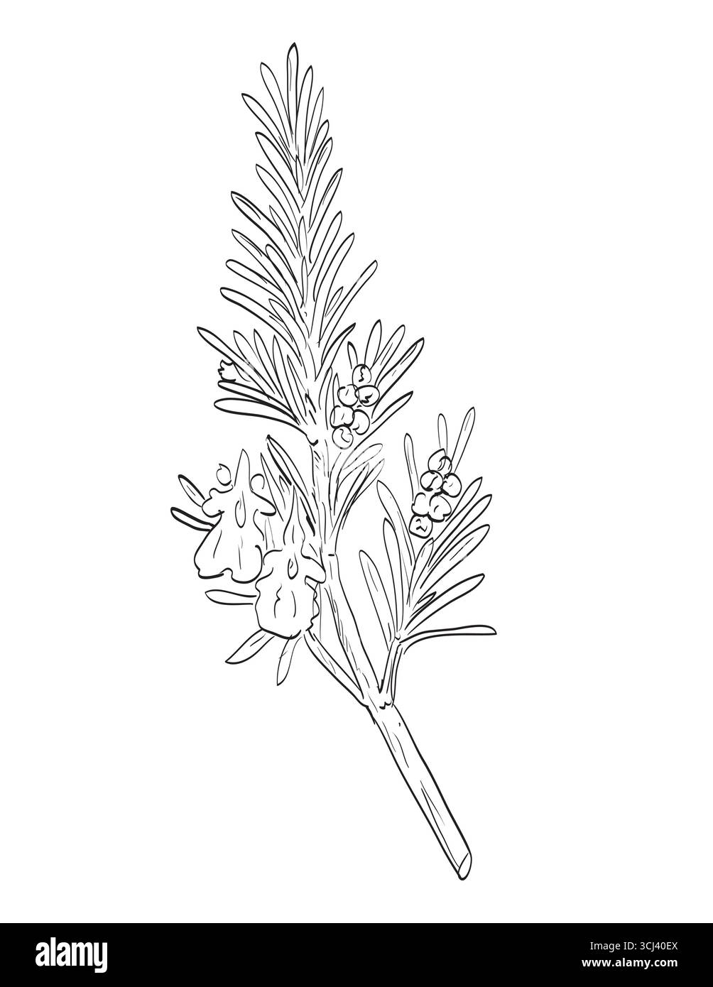 Salvia rosmarinus drawing Cut Out Stock Images & Pictures - Alamy