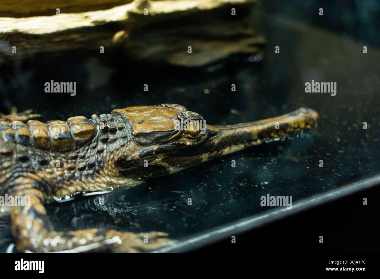 Baby gavial crocodile hi-res stock photography and images - Alamy