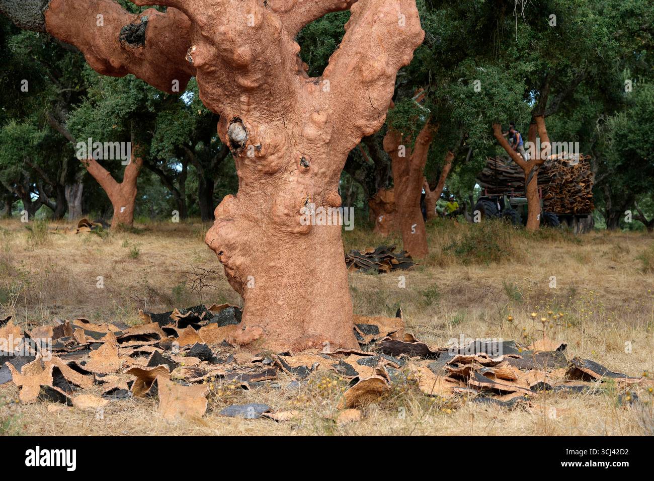 Slabs of bark lie scattered around a cork tree just after being peeled ...