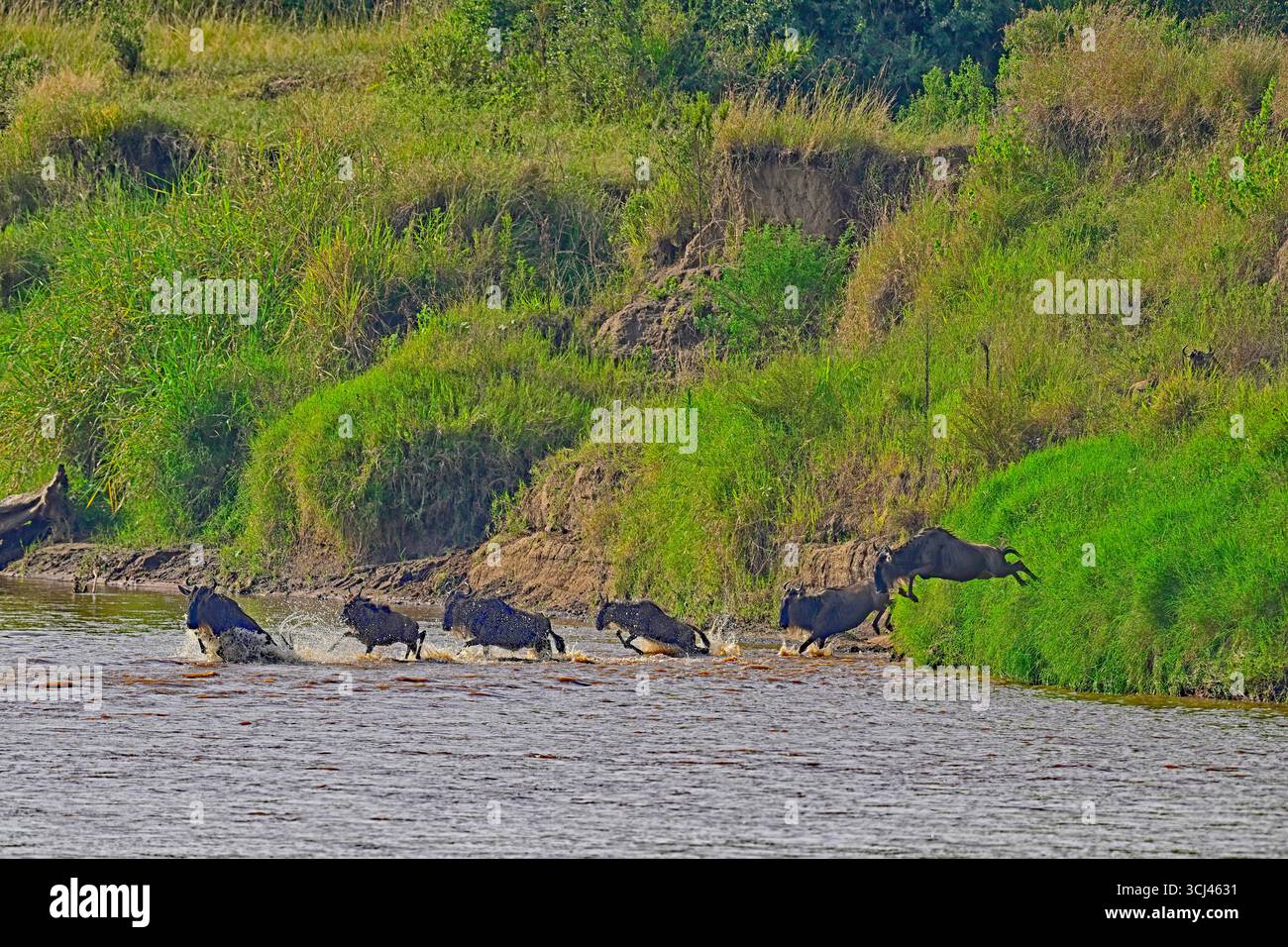 Great migration mara river hi-res stock photography and images - Alamy