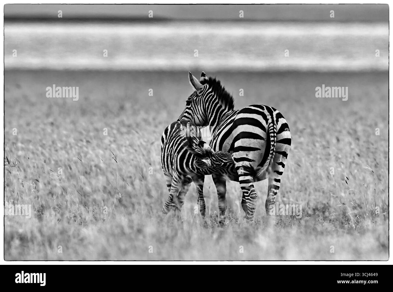 Zebra tanzania ngorongoro Cut Out Stock Images & Pictures - Alamy