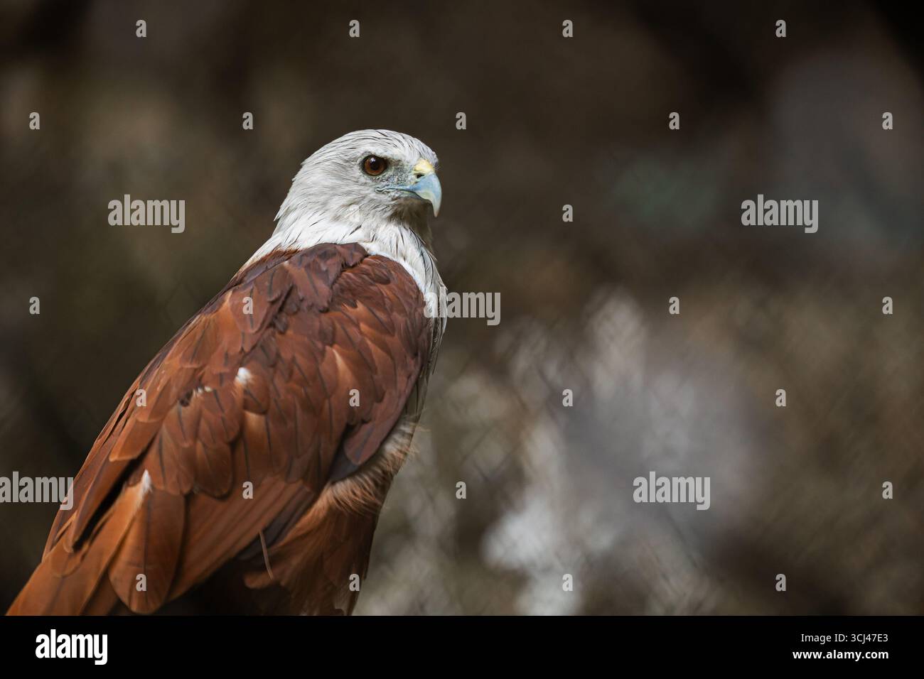 Brahminy Kite, Haliastur indus, Small red hawk eagle, Predator bird of ...