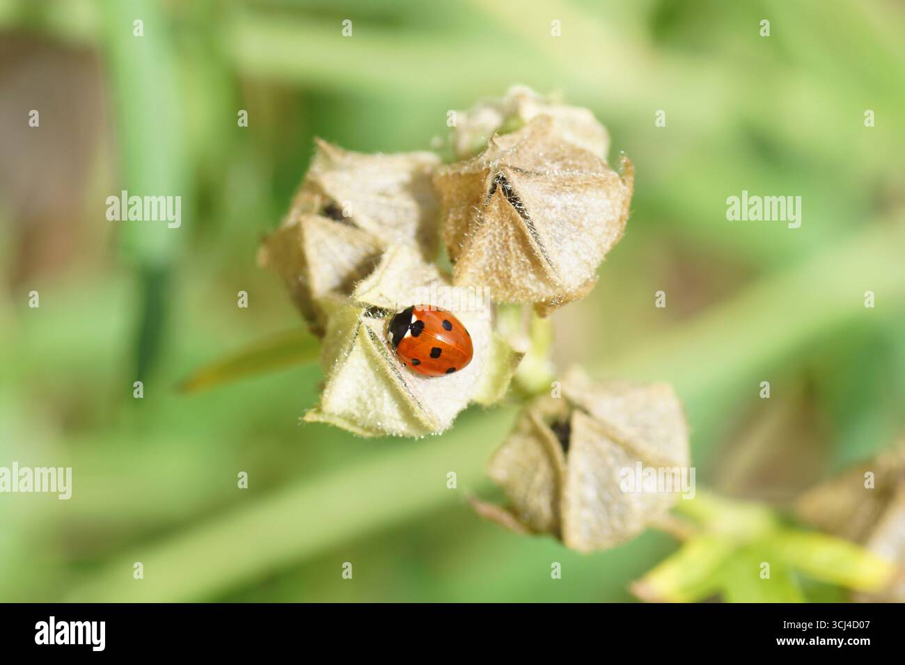 Musk mallow pod hi-res stock photography and images - Alamy