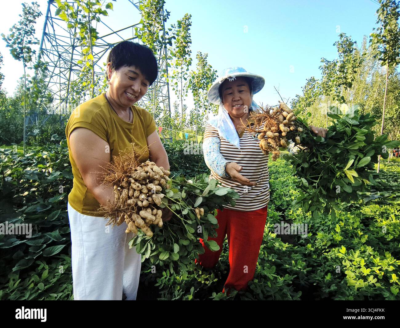 Farmers harvest peanuts in the field in Liaocheng City, east China's ...