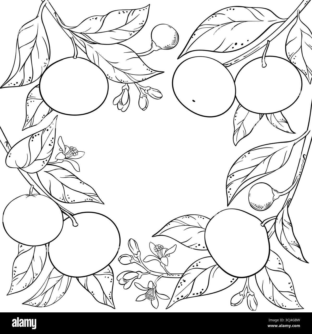 Mandarin on orange background Stock Vector Images - Alamy