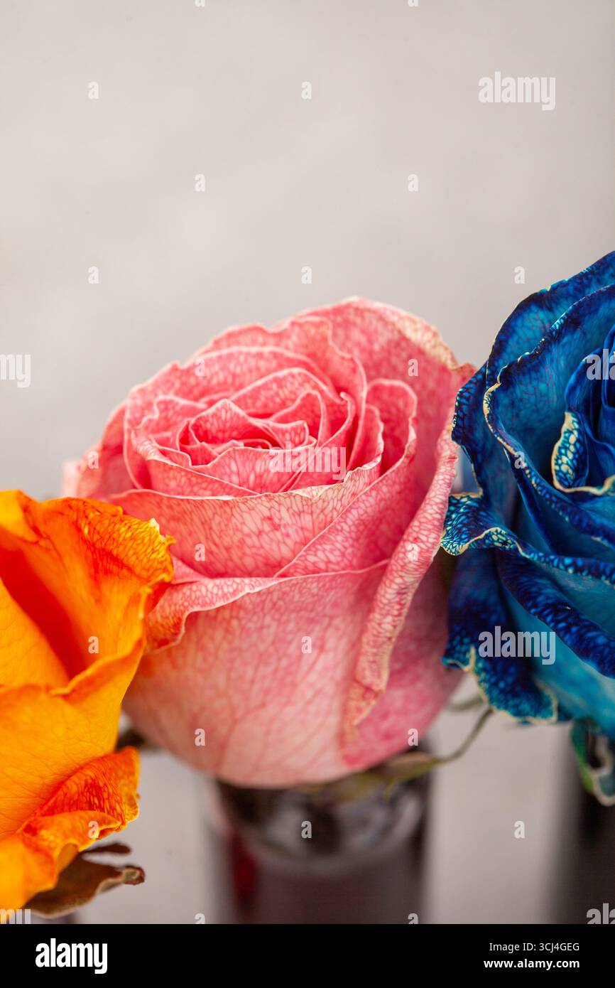 Three roses of different colors are in a row. the roses have been dyed ...