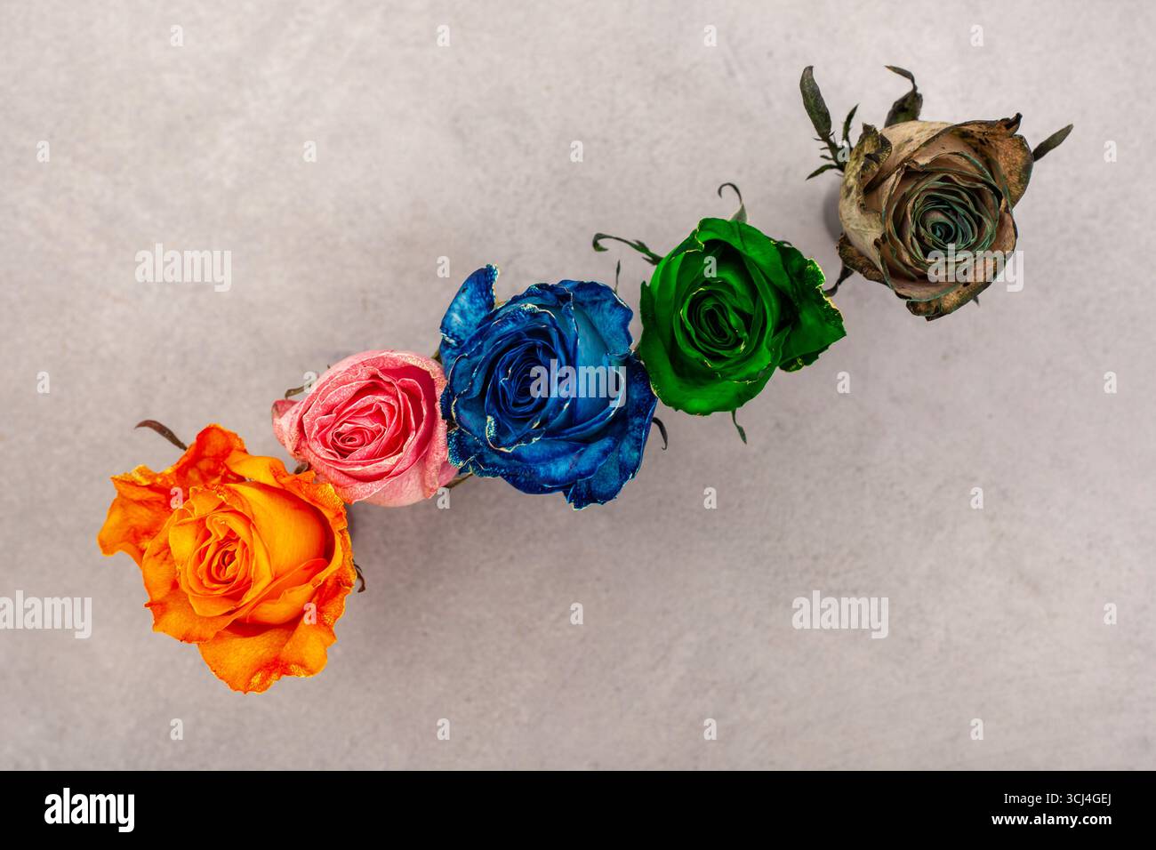 row of roses that have been place in various colors to make unique ...