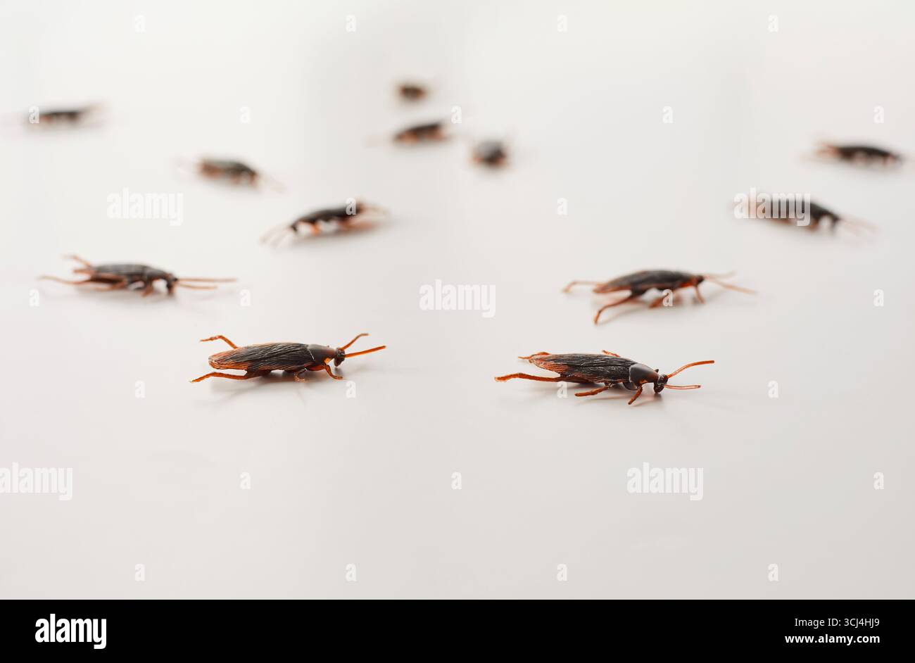 Group of cockroaches crawling on white surface of table or floor, many ...