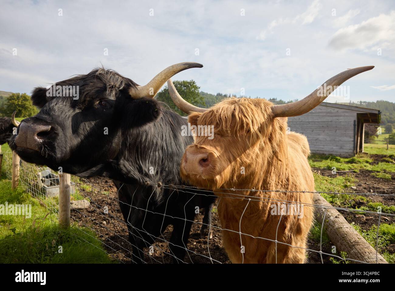 Highland Coos in a farm near Callander, Scotland Stock Photo - Alamy