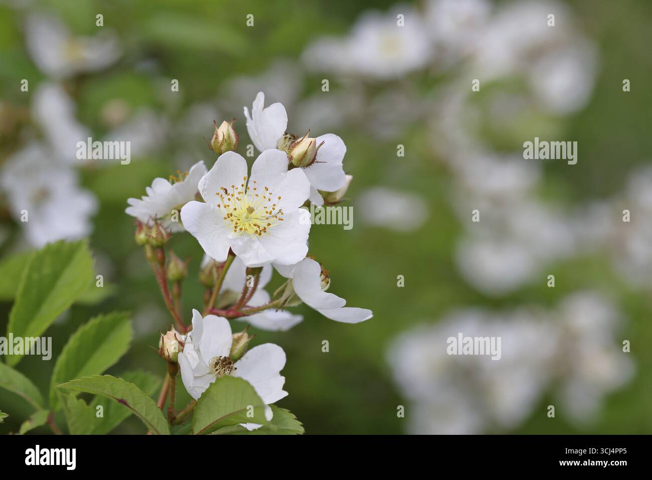 Bibernell rose (Rosa spinosissima L., syn.: Rosa pimpinellifolia L ...
