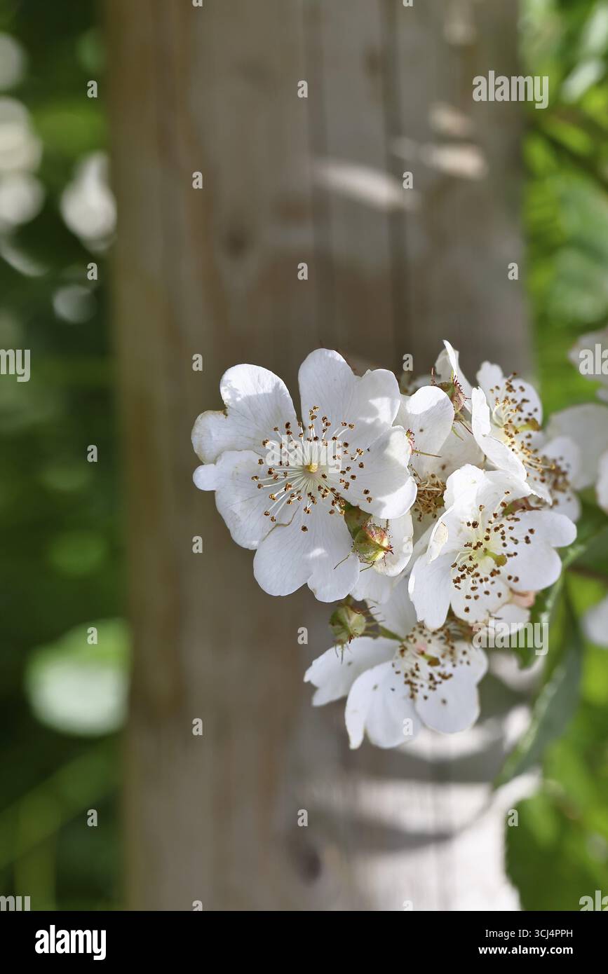 Bibernell rose (Rosa spinosissima L., syn.: Rosa pimpinellifolia L ...