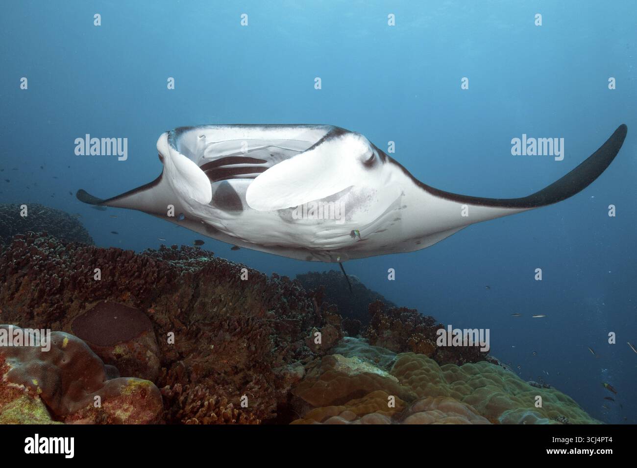 Manta ray swims over shallow hi-res stock photography and images - Alamy