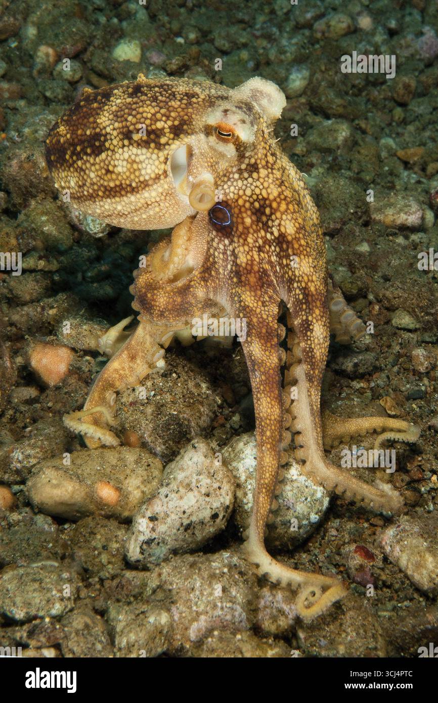 Underwater photo of poisonous small mototi octopus (Amphioctopus mototi ...