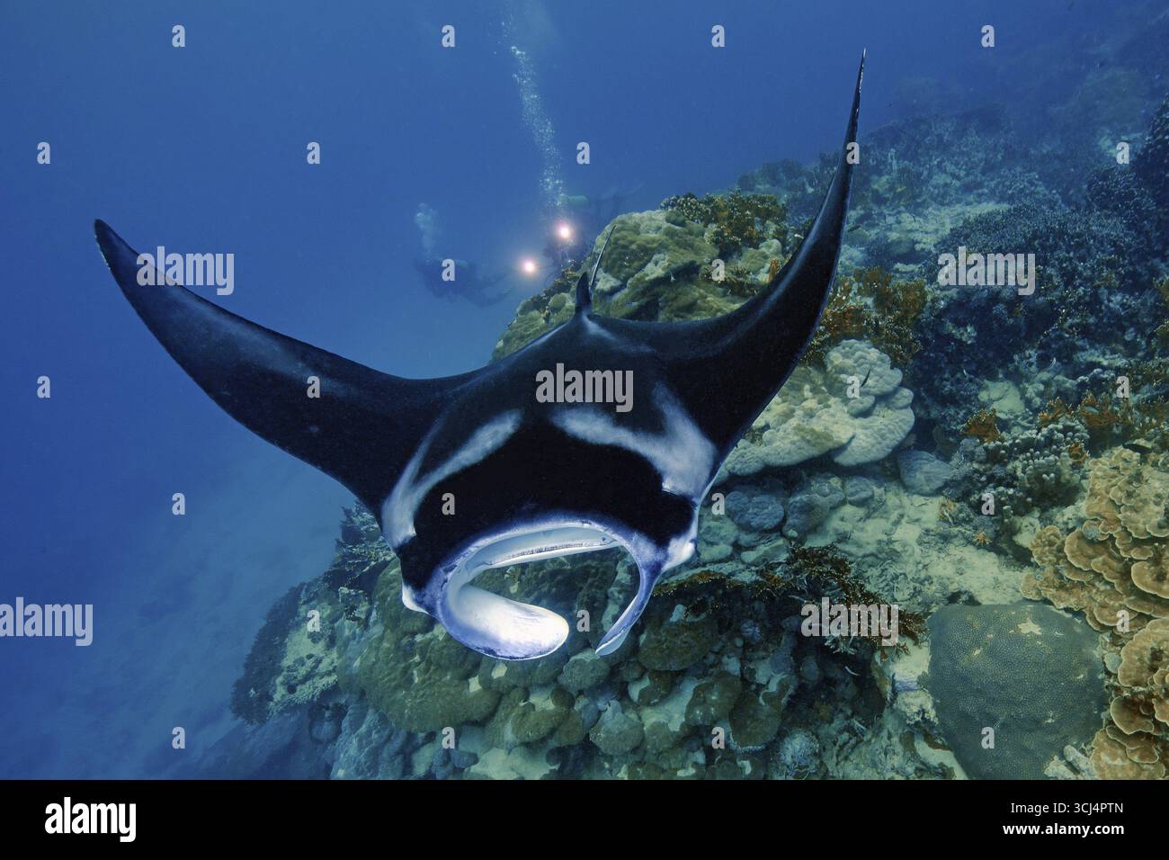 Underwater photo of coastal reef manta ray (Mobula alfredi) synonym ray ...