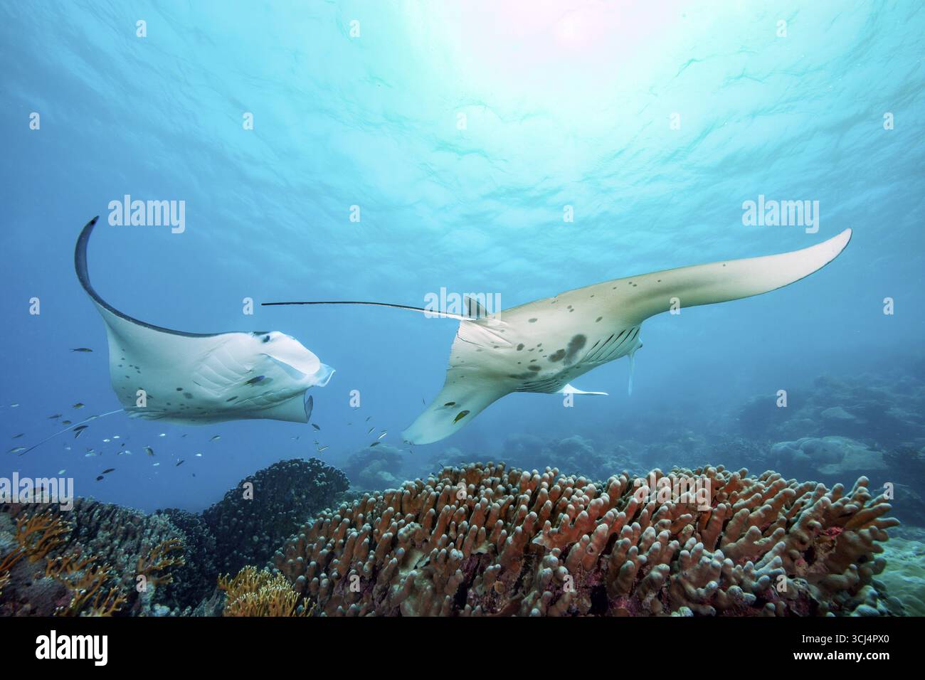Underwater photo of two specimens of reef manta rays (Mobula alfredi ...