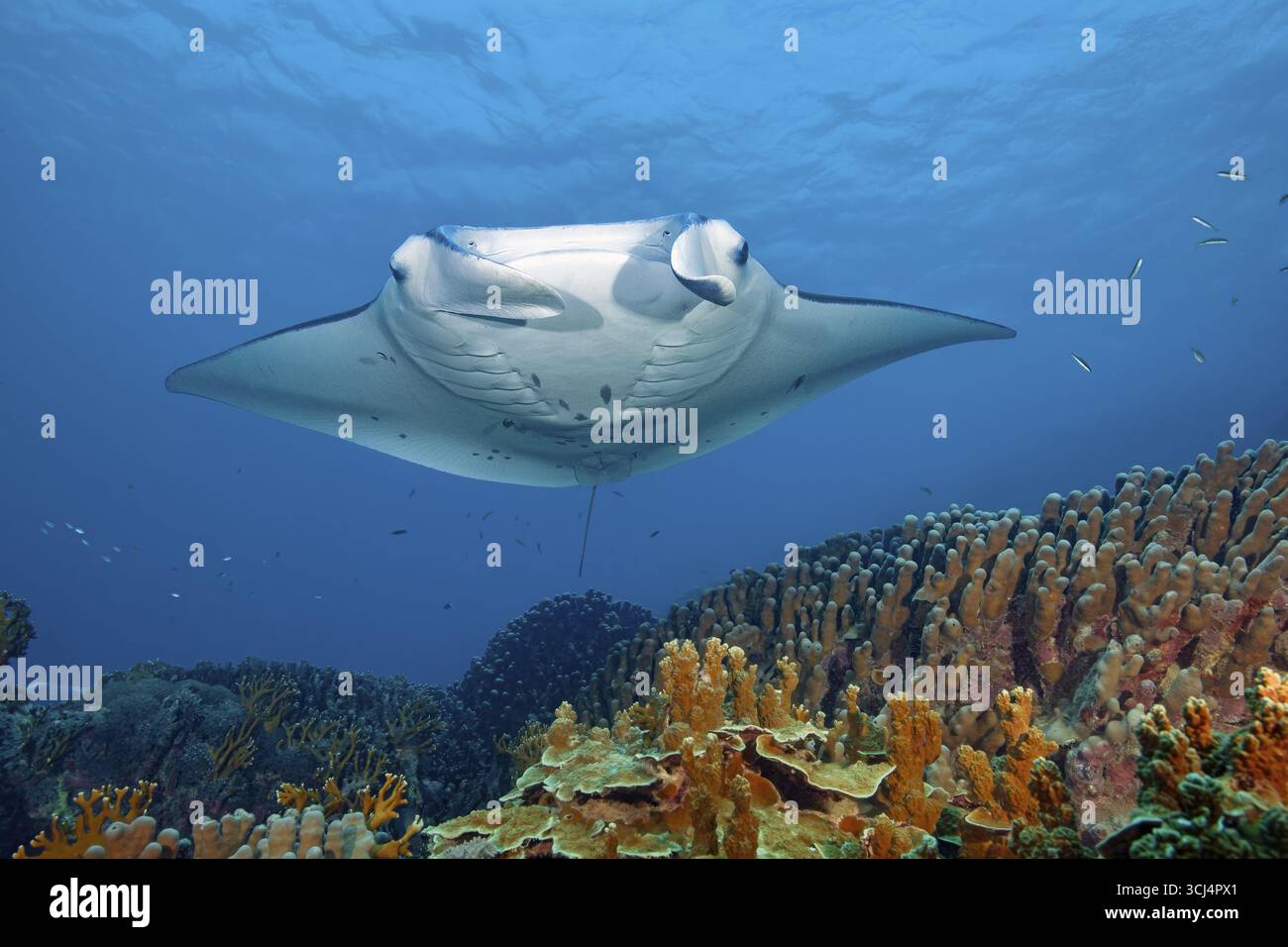 Underwater photo of nearshore reef manta ray (Mobula alfredi) synonym ...