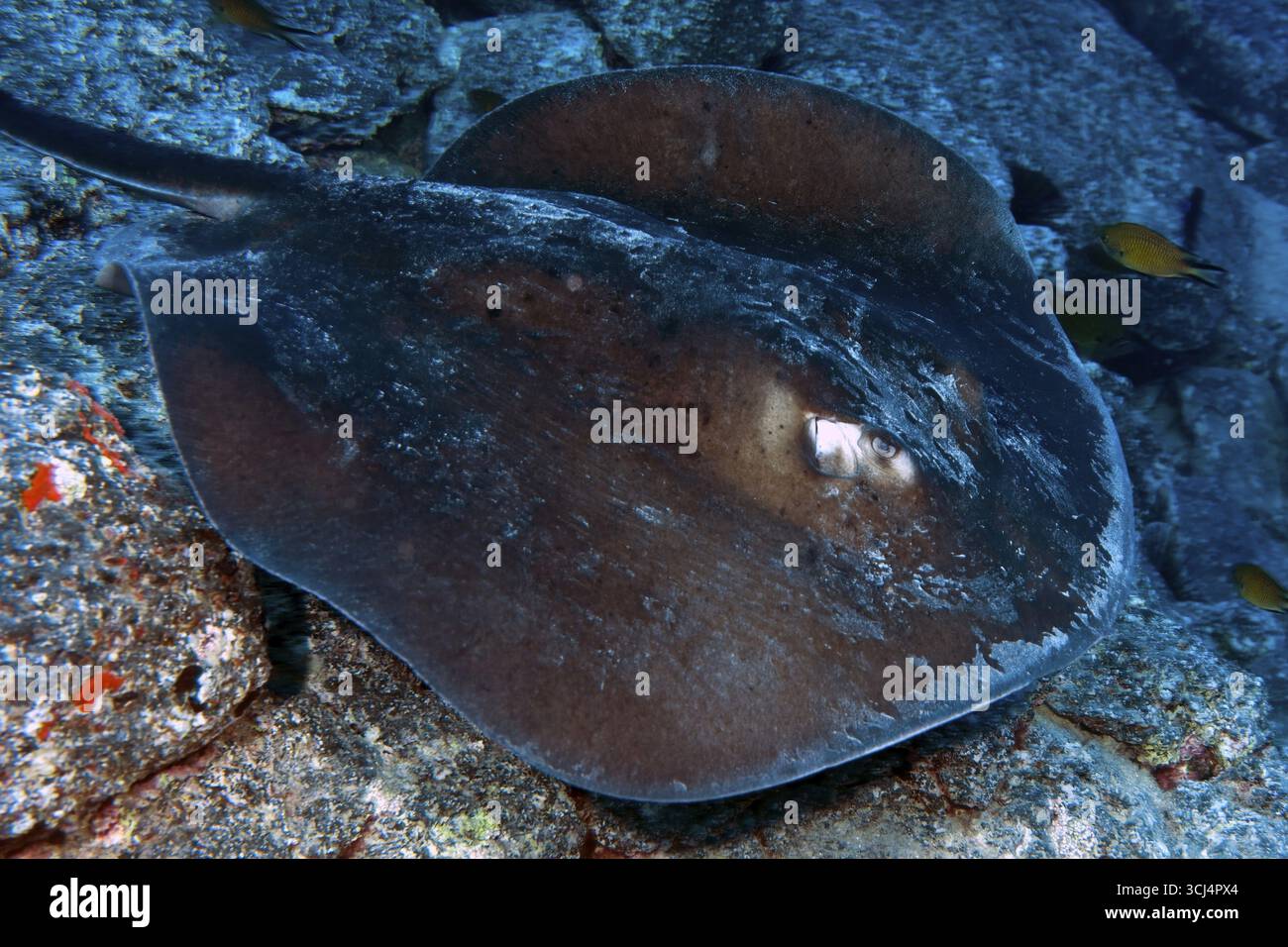 Underwater photo of round stingray (Taeniura grabata) Stingray swimming ...