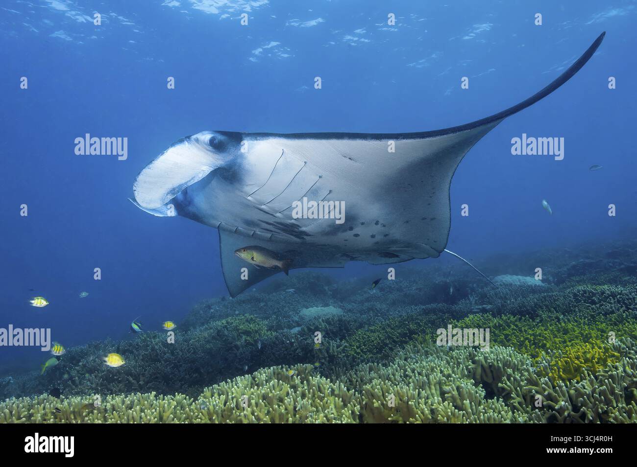 Underwater photo of coastal reef manta ray (Mobula alfredi) synonym ray ...