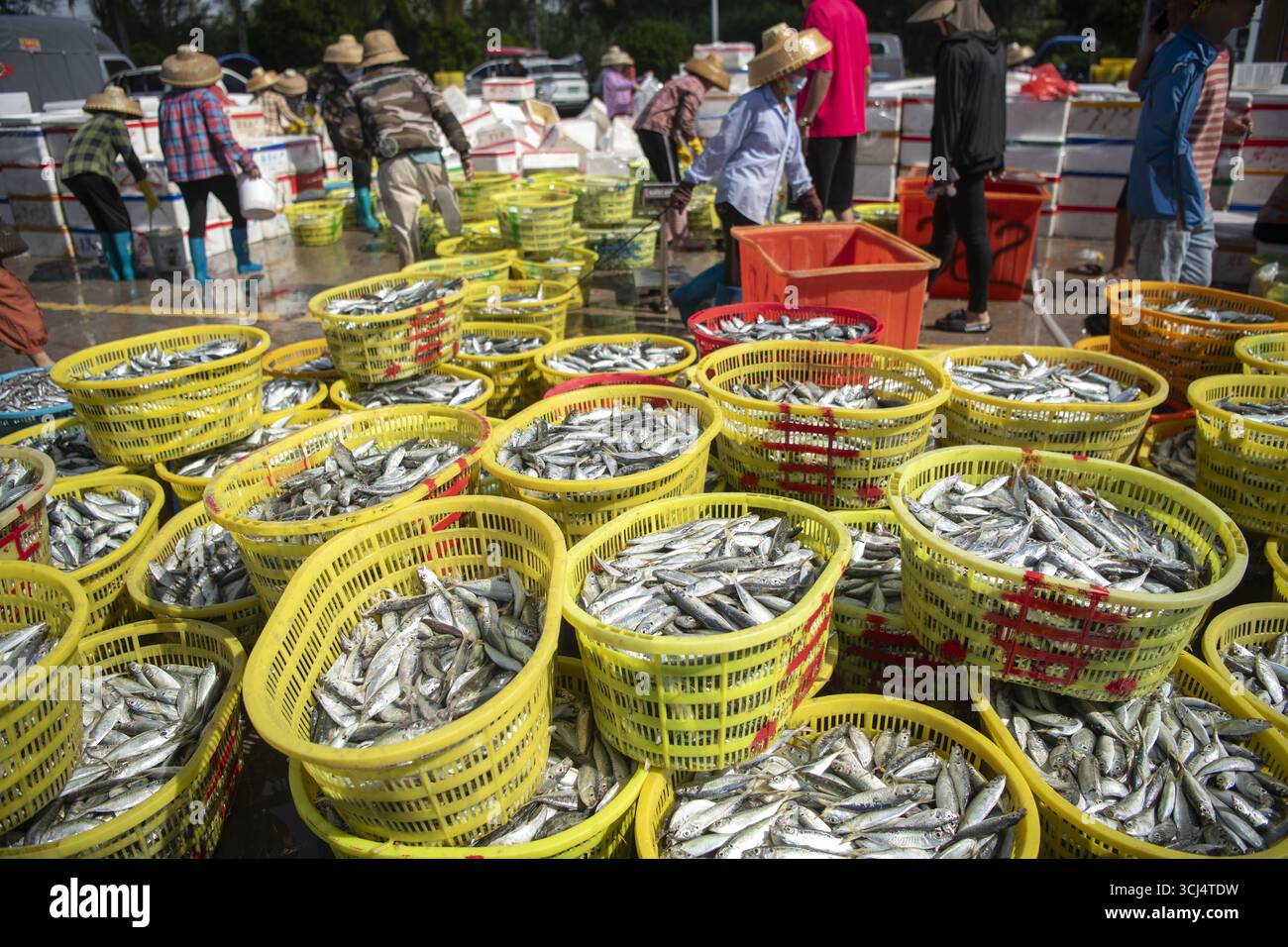 Fishermen unload fish at a dock in Qionghai City, southernmost China's ...