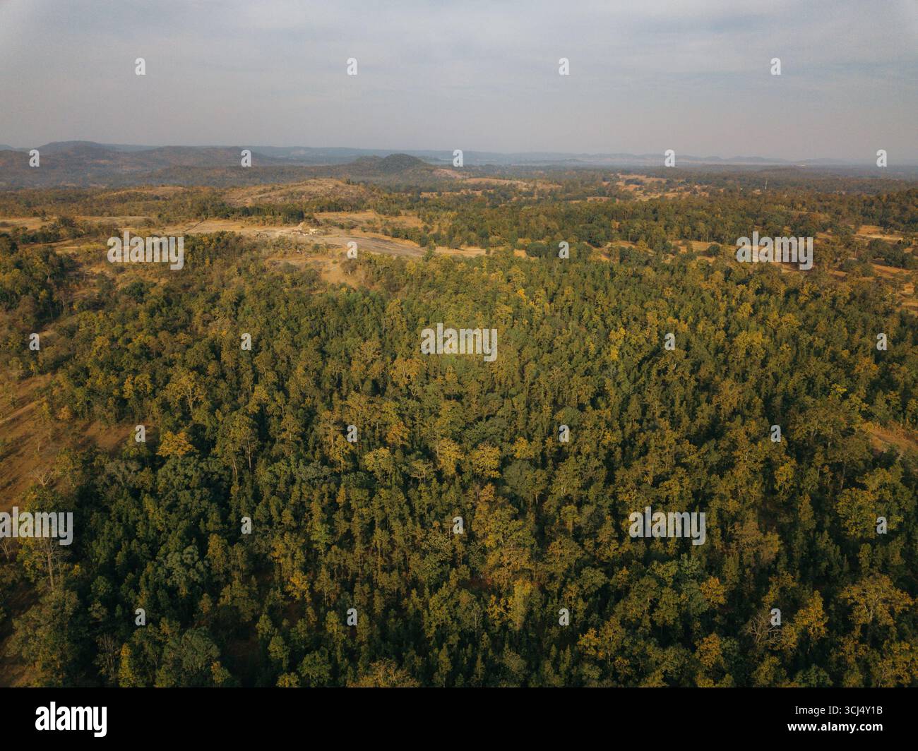 Aerial view of a dense forest canopy with varied shades of green and ...