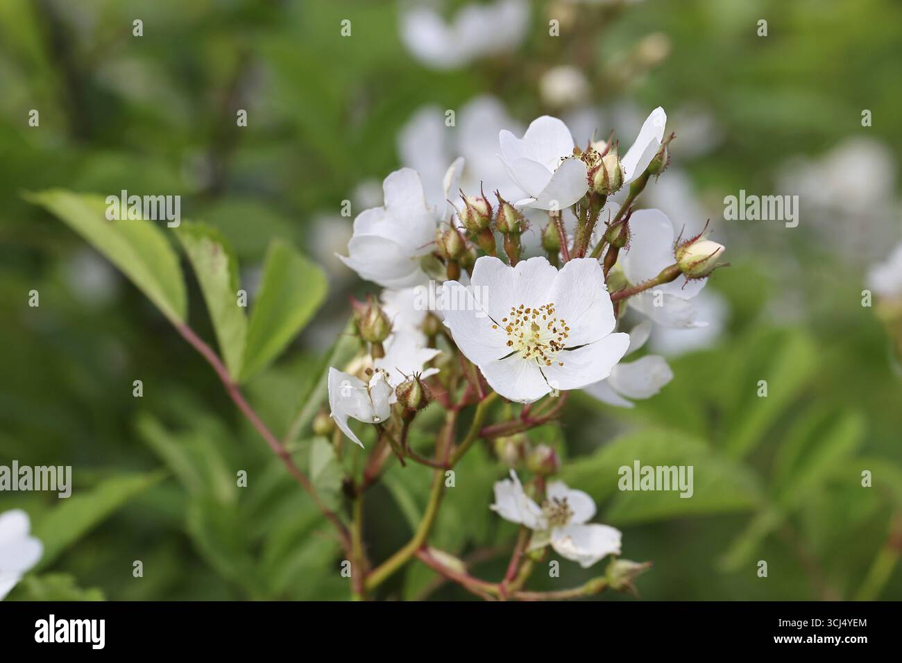 Bibernell rose (Rosa spinosissima L., syn.: Rosa pimpinellifolia L ...