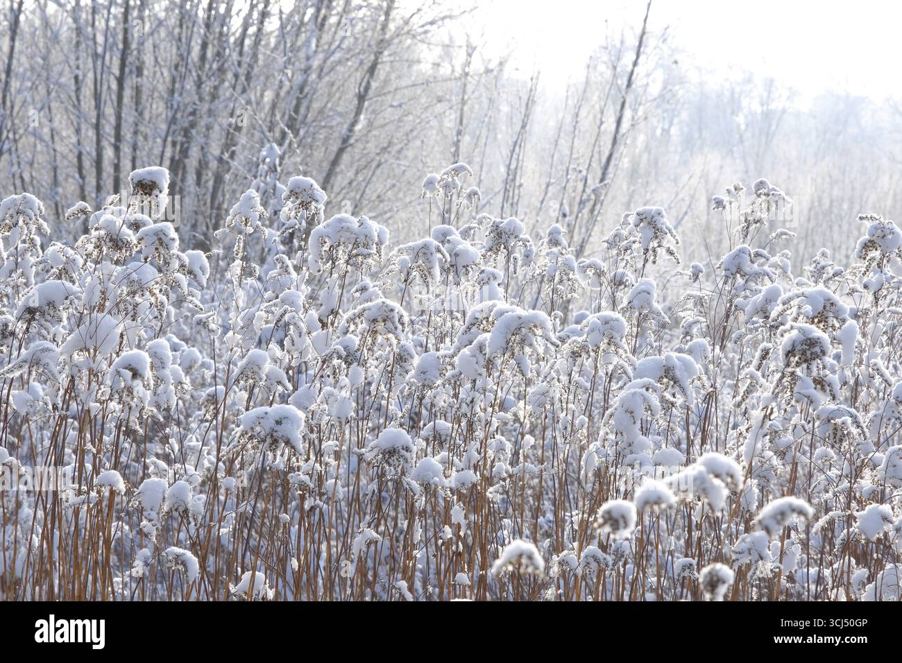Dry winter grass with snow on meadow and forest background Stock Photo ...