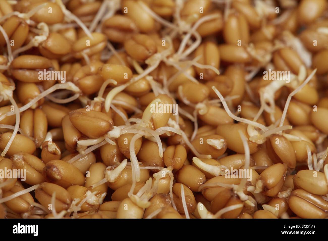 Sprouted wheat grains with sprouts close-up macro Stock Photo - Alamy