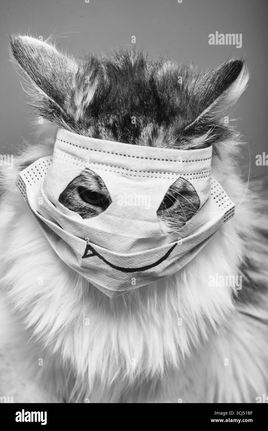 Cat medical mask Black and White Stock Photos & Images - Alamy