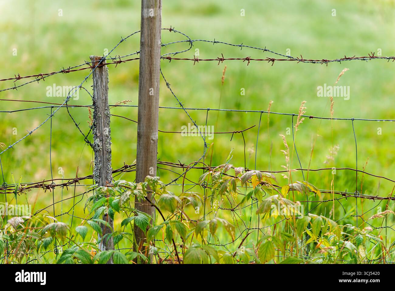 Mud coils grass hi-res stock photography and images - Alamy