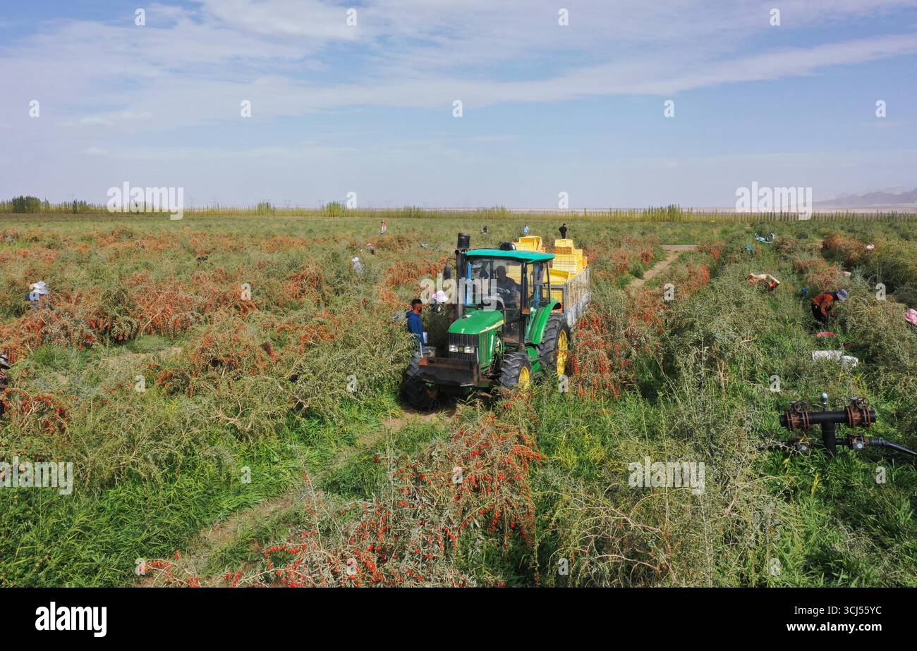 Workers harvest fresh goji berries in Golmud City, northwest China's ...