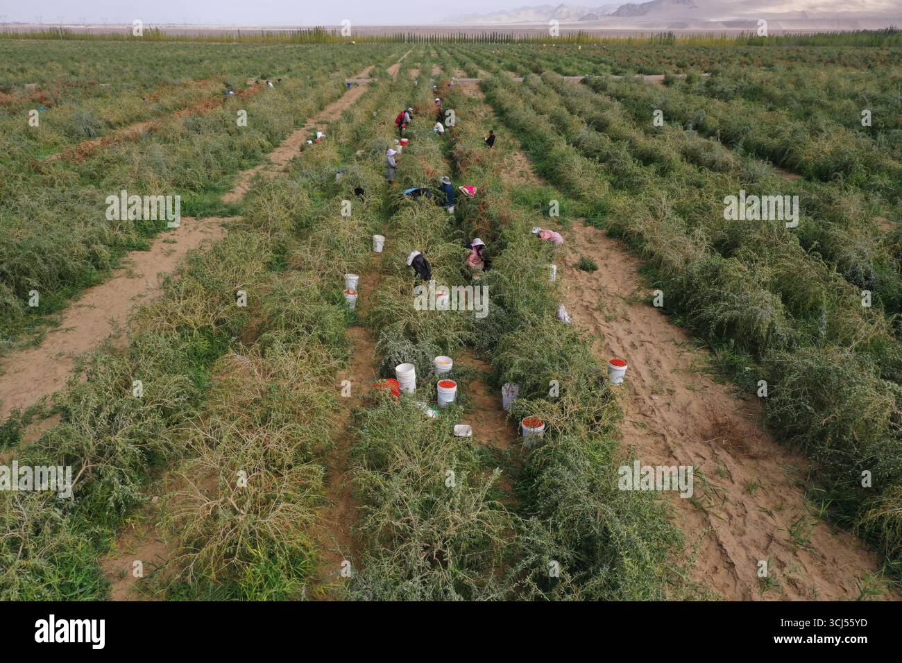 Workers harvest fresh goji berries in Golmud City, northwest China's ...
