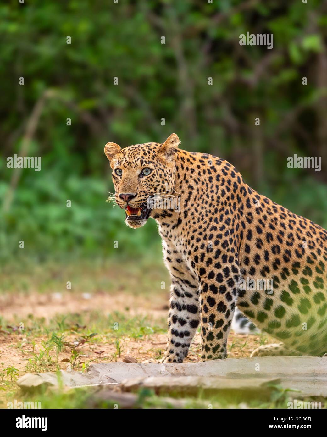 wild indian dominant male leopard panther panthera pardus sitting pose ...