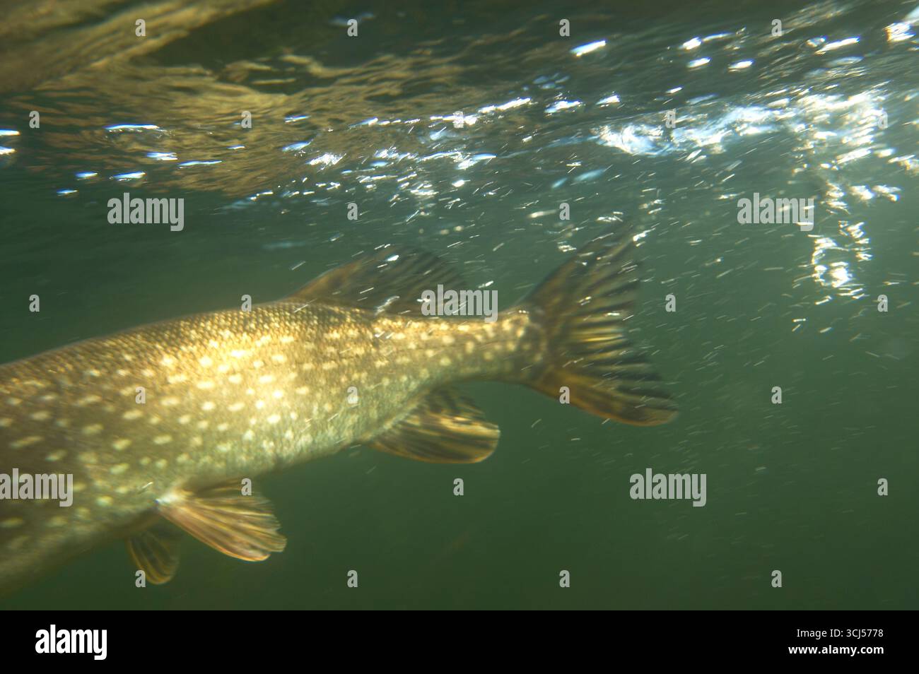 Northern Pike swimming underwater Stock Photo - Alamy