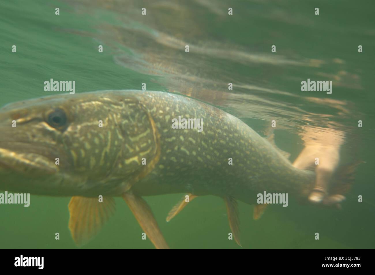 Northern Pike being released underwater Stock Photo - Alamy