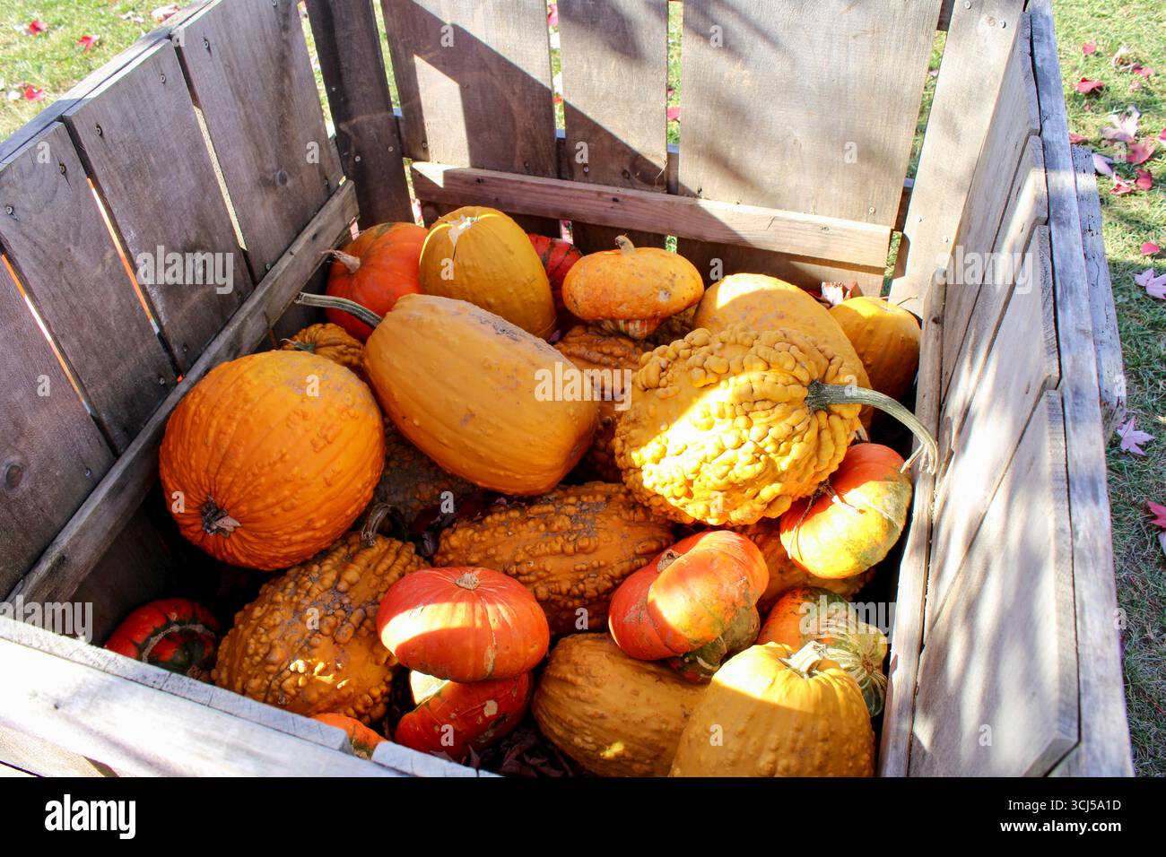 Harvest bin filled with textured pumpkins in all different sizes Stock ...