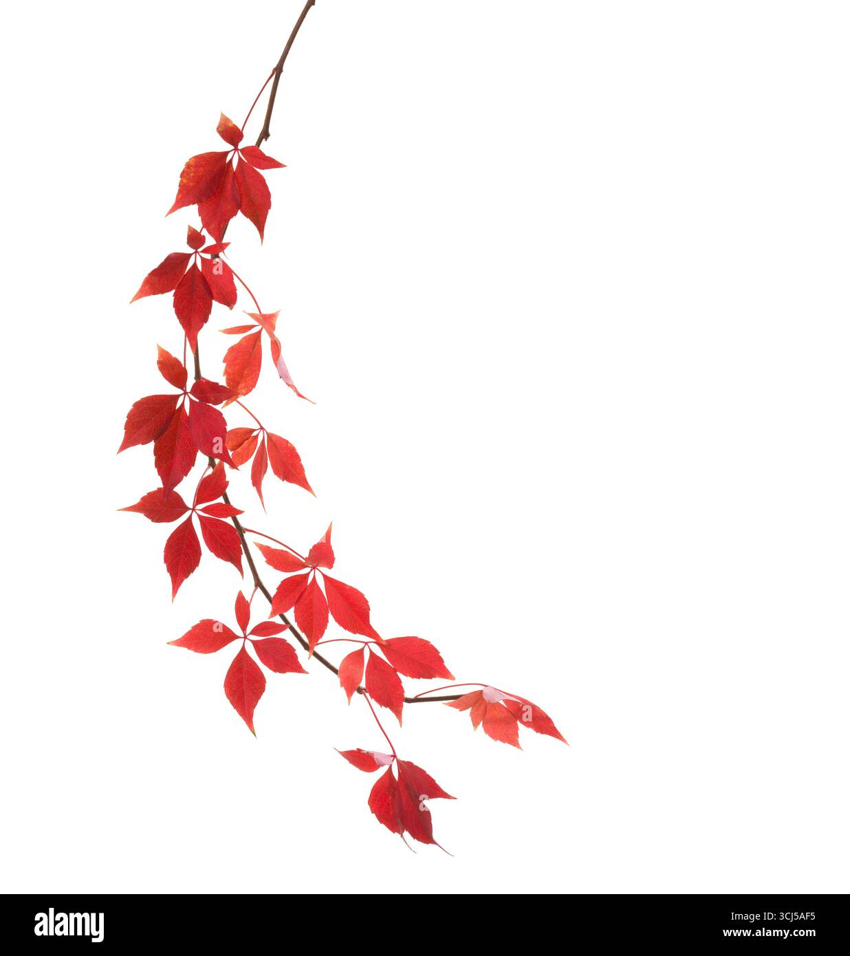Curved leaved Cut Out Stock Images & Pictures - Alamy