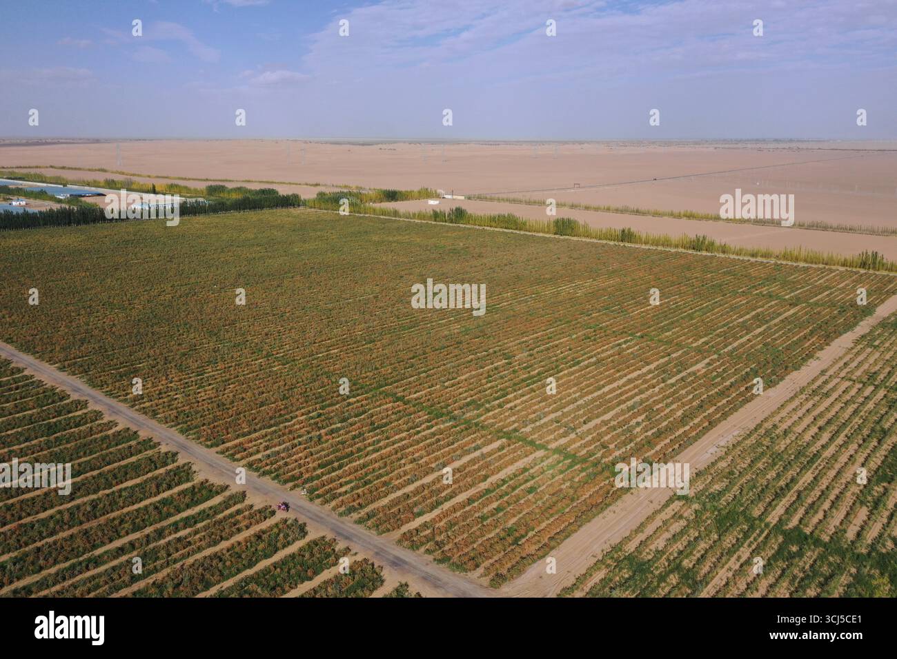 Workers harvest fresh goji berries in Golmud City, northwest China's ...