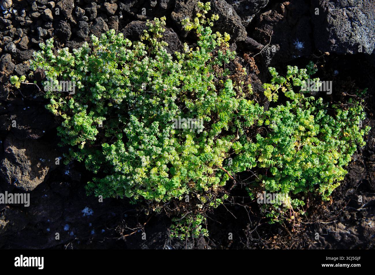 The endemic shrub Euphorbia amplexicaulis (syn.: Chamaesyce ...