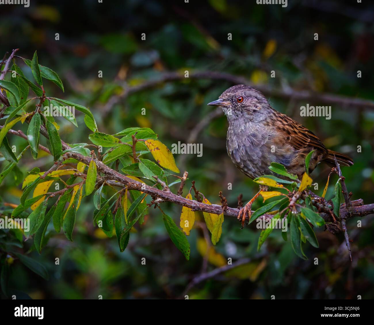 The Dunnock, Prunella Modularis, with its subtle brown and grey plumage ...