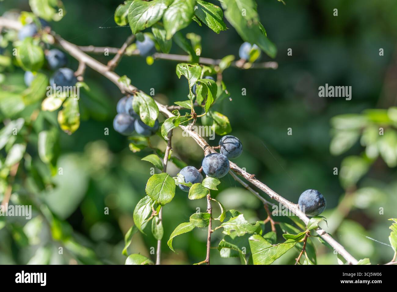 A cluster of sloes grows densely along a branch. The fruits contrast ...