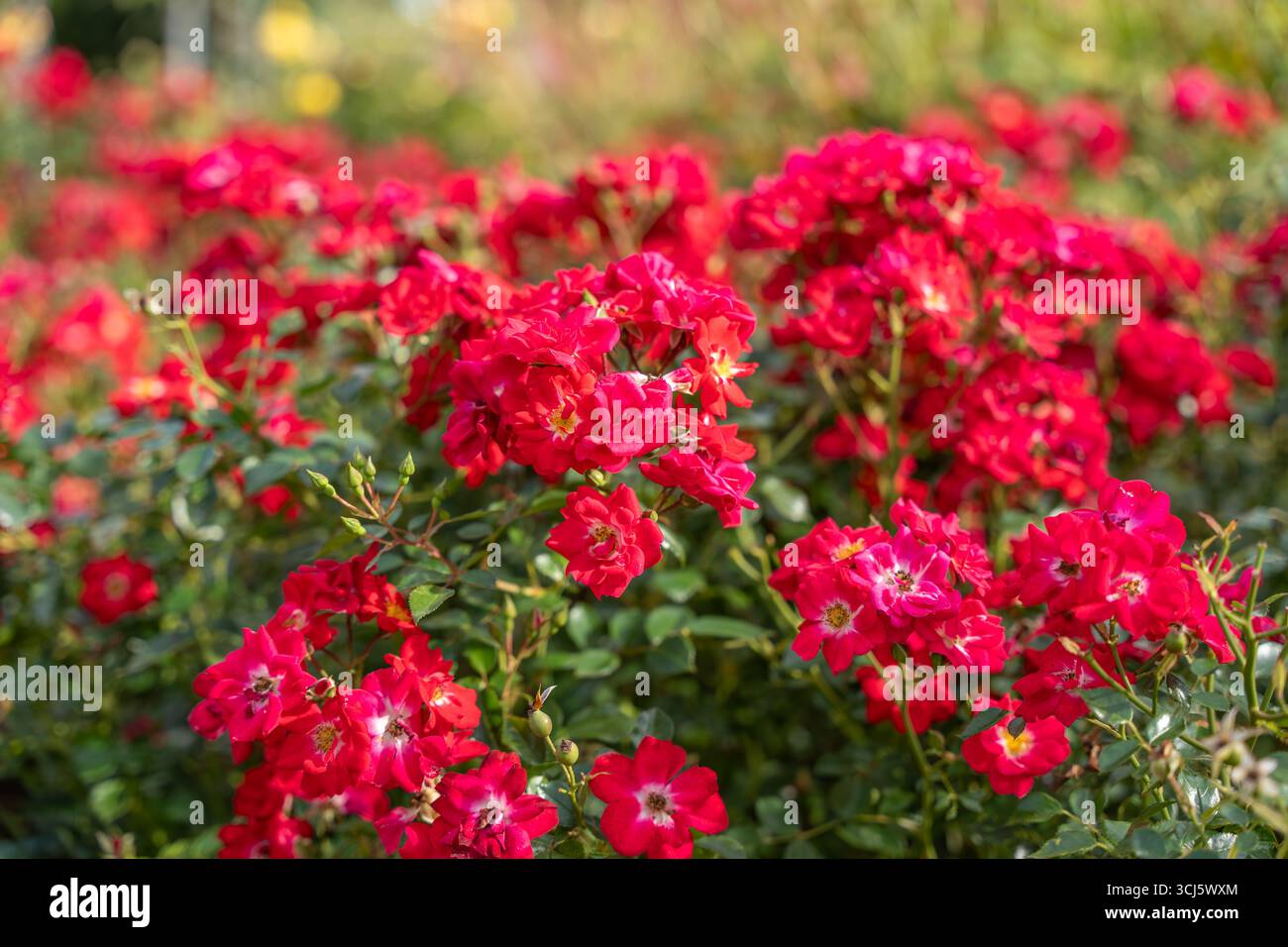 A vibrant cluster of blooming red roses fills the frame. Bright petals ...