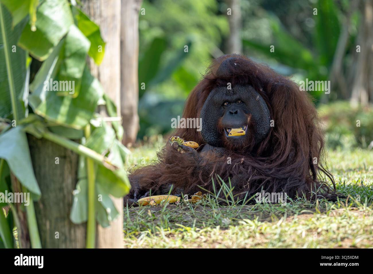 Jacky, a 48 year old Bornean orangutan (Pongo pygmaeus) receives a ...