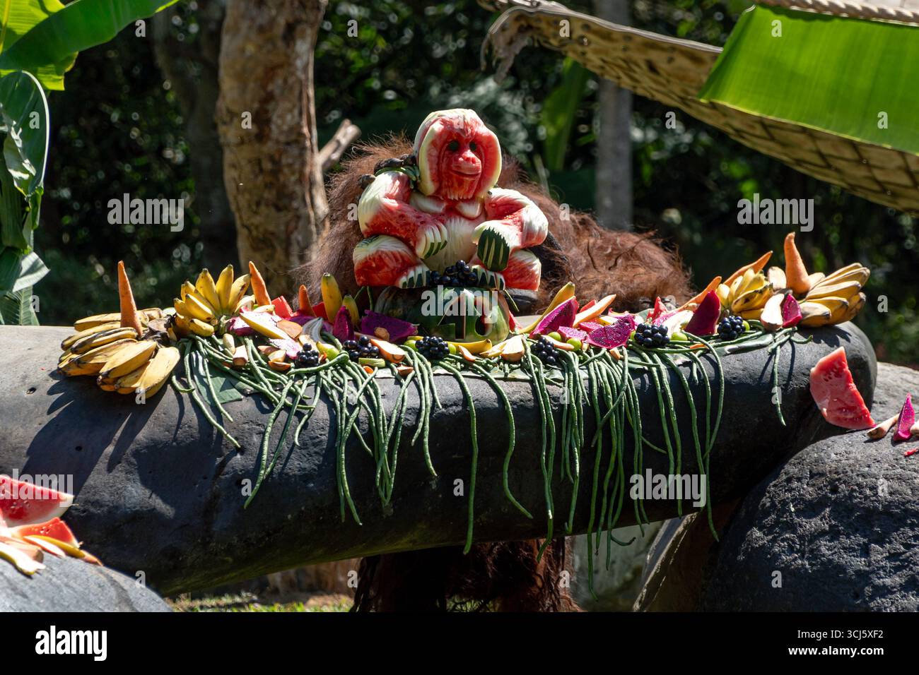 Jacky, a 48 year old Bornean orangutan (Pongo pygmaeus) receives a ...