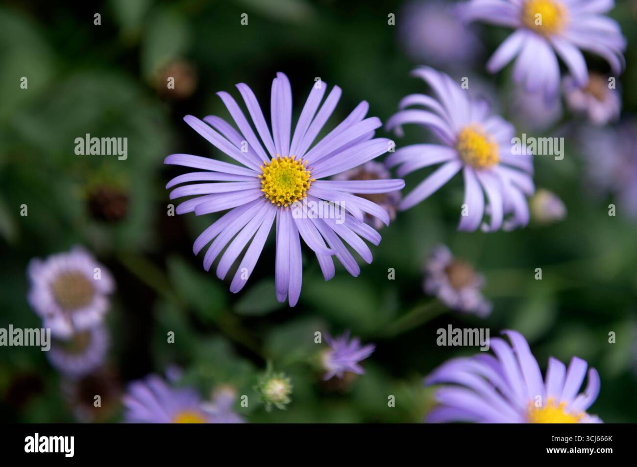 Plant portrait. Aster detail flower, flowers, flowering, herfstaster ...