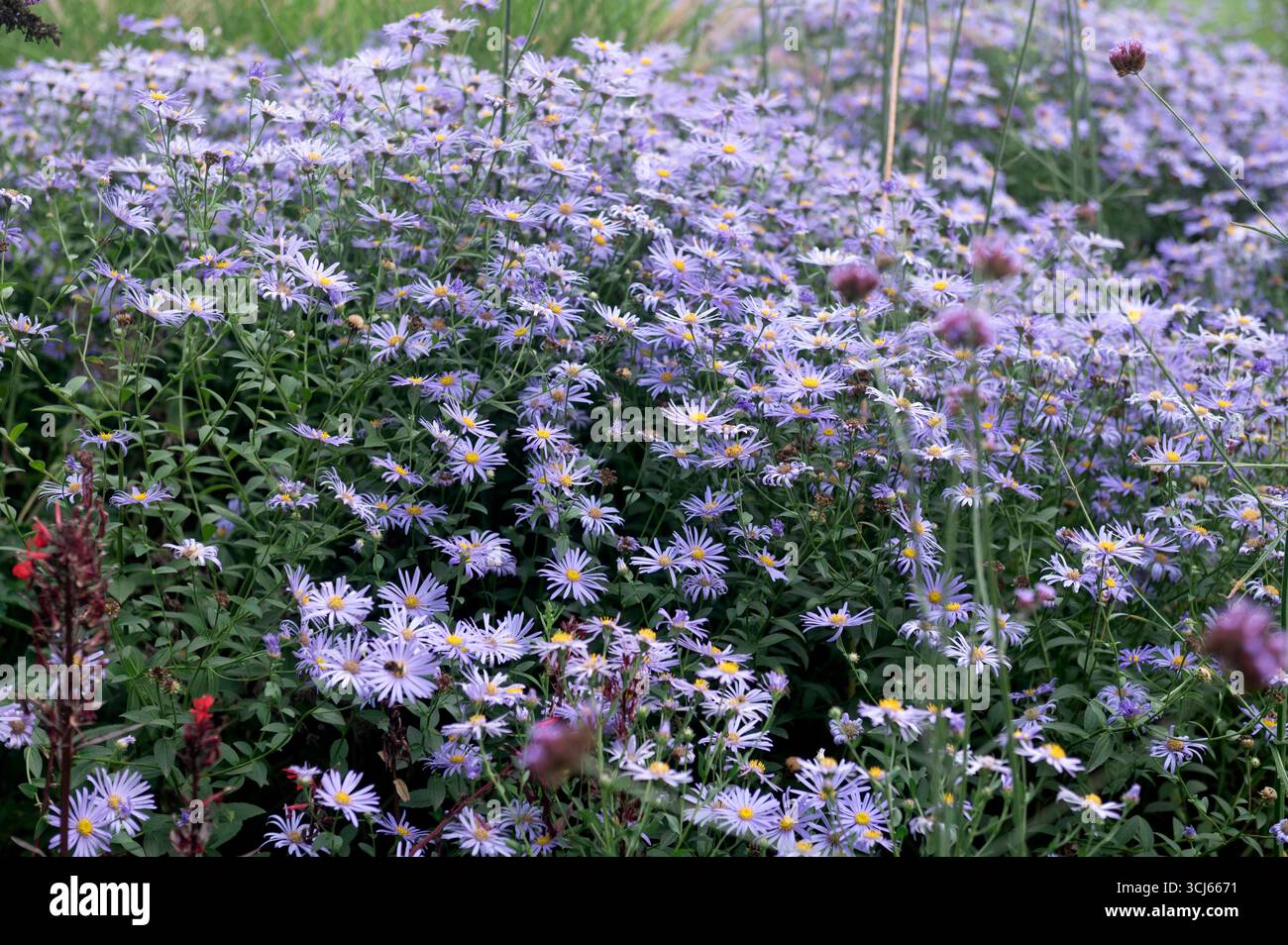 Plant portrait. Asters growing in a border. flower, flowers, flowering ...