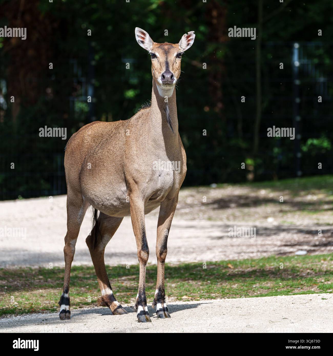 The nilgai or blue cow. Boselaphus tragocamelus is the largest Asian ...