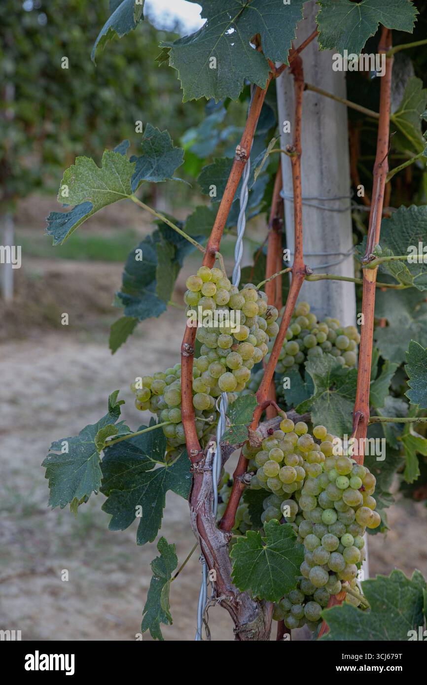 Clusters of white wine grapes in various stages of ripening, hanging ...