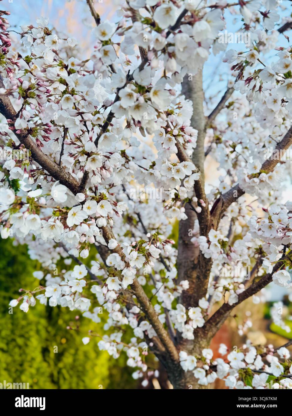 Sunlight on cherry blossom hi-res stock photography and images - Alamy