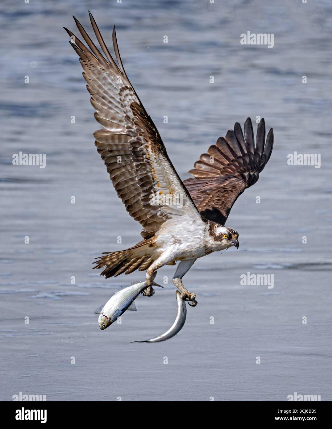 Osprey - A female osprey soars across a textured white water fall, its ...