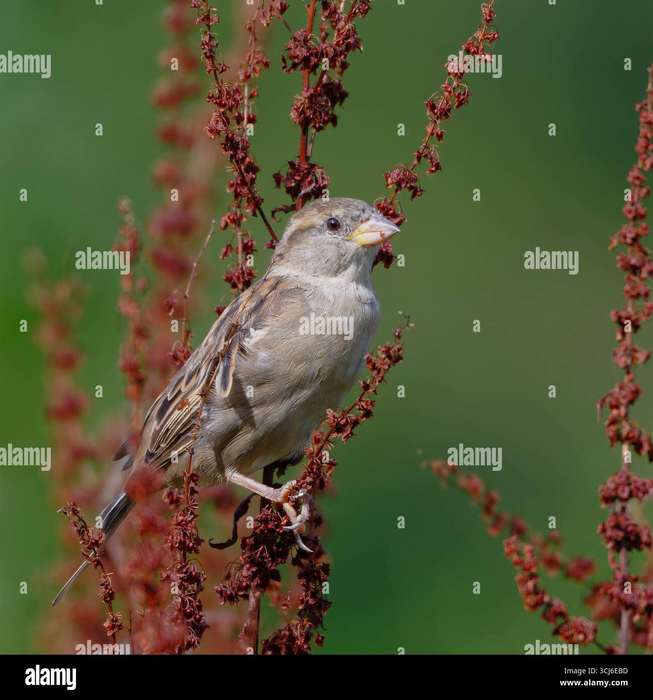 Lots of juvenile sparrows hi-res stock photography and images - Alamy